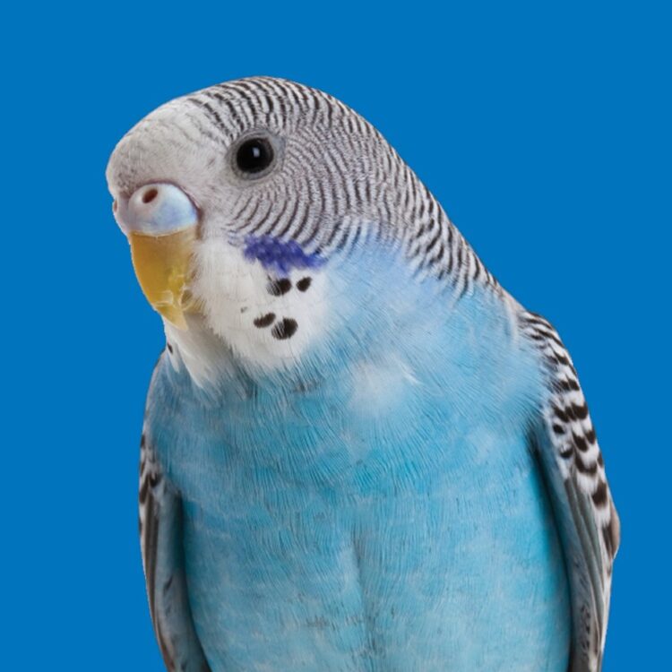 Undulat - Mattilsynets veiledning om hold av undulat - fuglebutikken.no