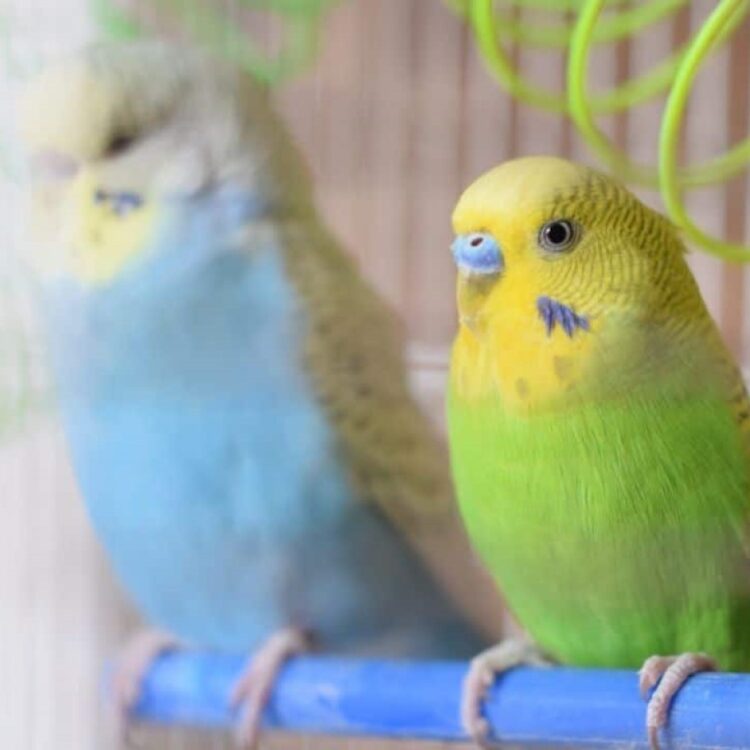 Undulat - Mattilsynets veiledning om hold av undulat - fuglebutikken.no