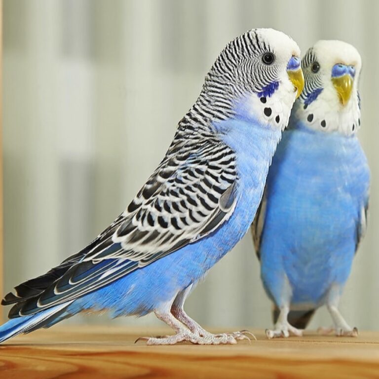 Undulat - Mattilsynets veiledning om hold av undulat - fuglebutikken.no